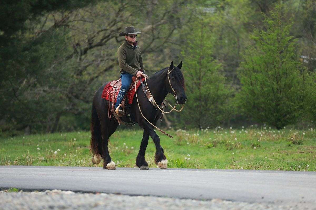 Wrangler a 2020 Model Draft X Gypsy Cross Gelding Stands a Solid 15.3 Hands
