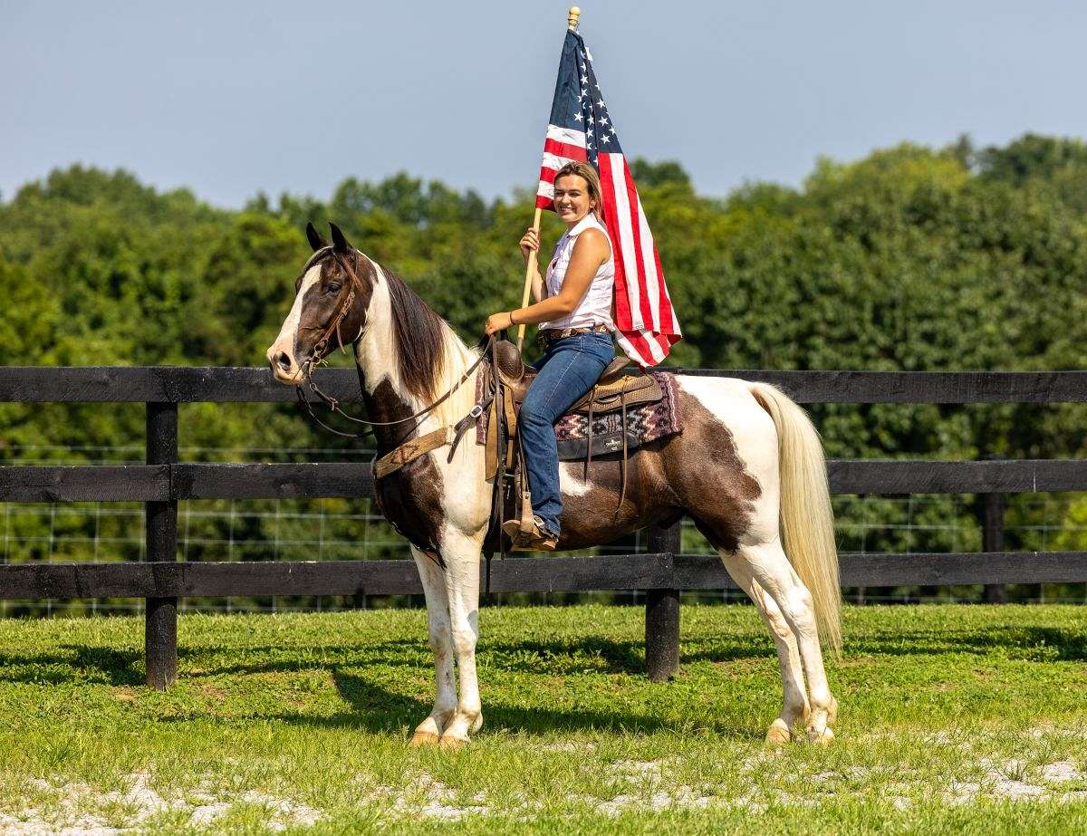Tommy - Registered TWH 7 Year Old Gelding, Gentle, Safe, Trail Deluxe