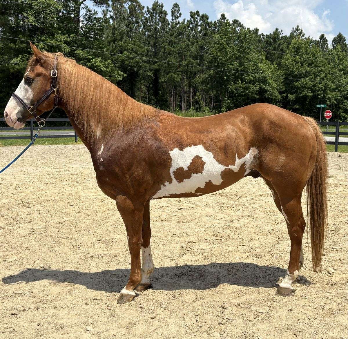 Pretty Paint Gelding