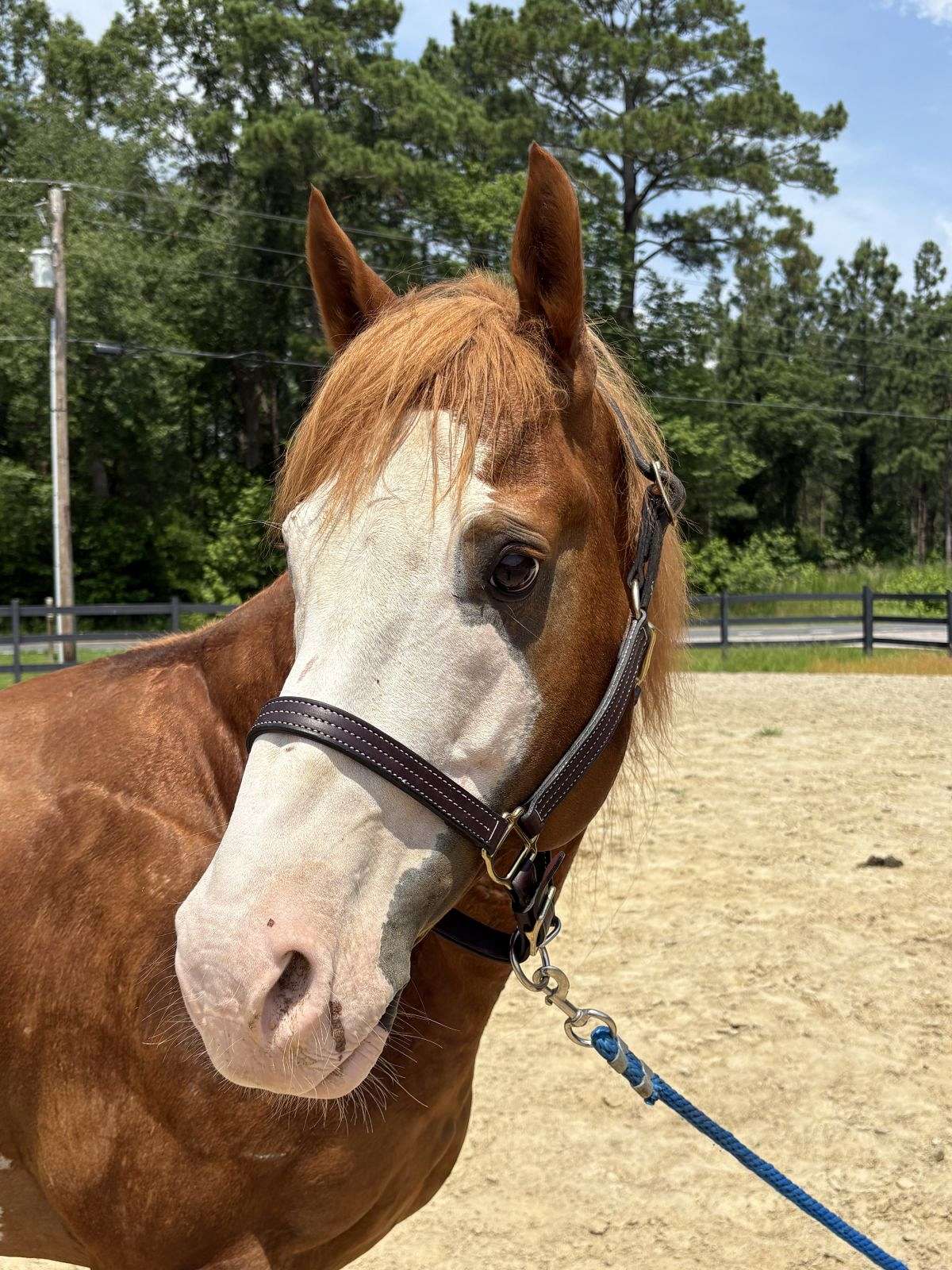 Pretty Paint Gelding