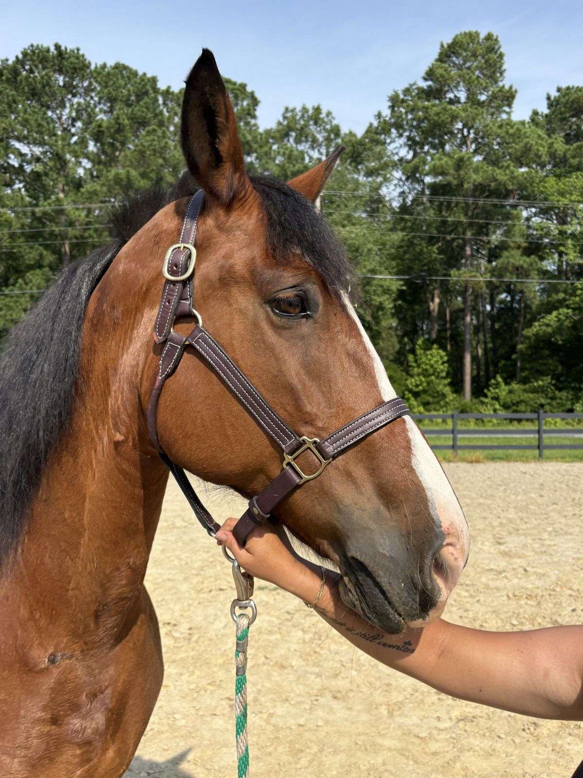 Gentle Bay Crossbred