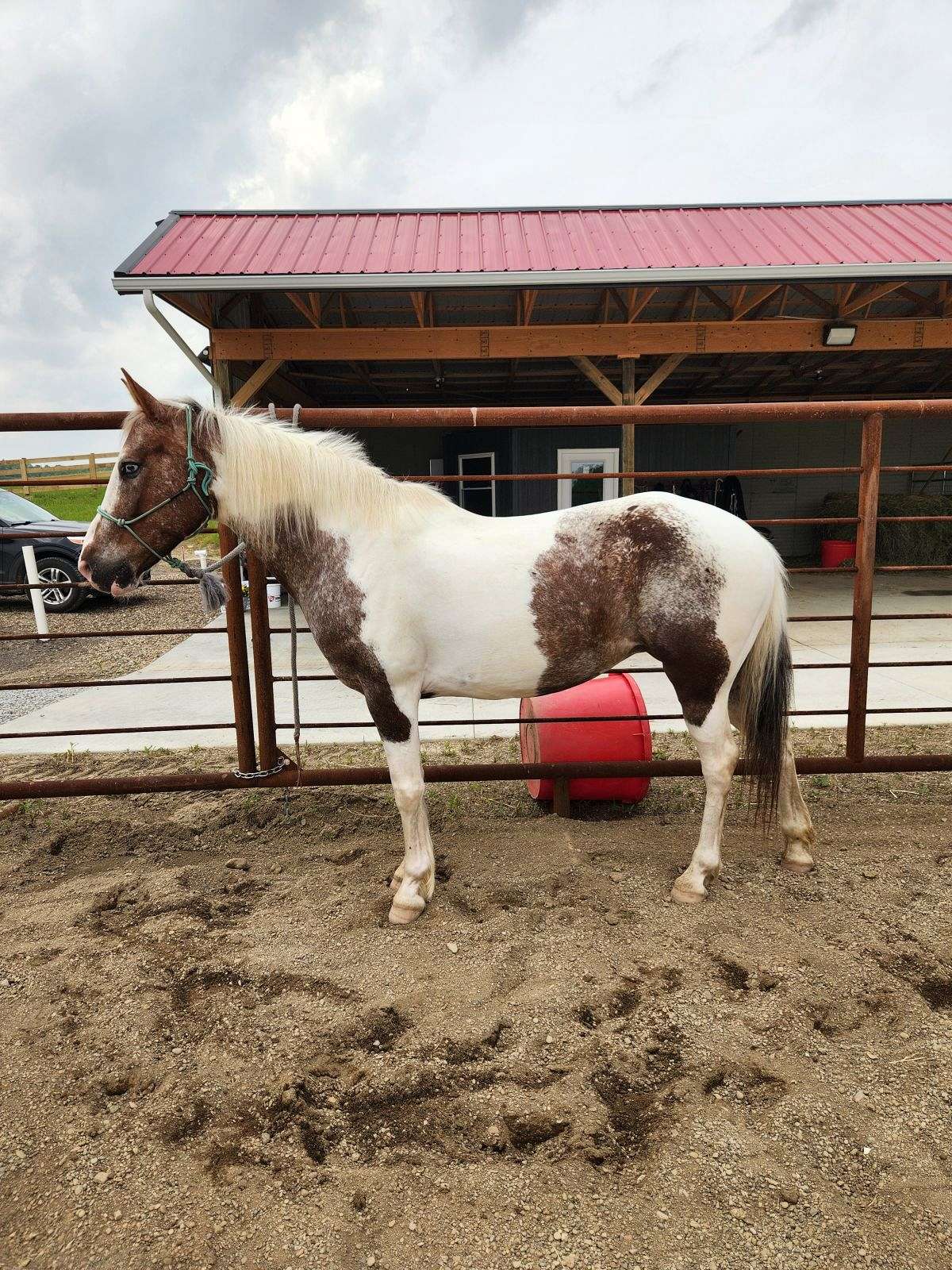 Flashy Pintaloosa Pony Mare