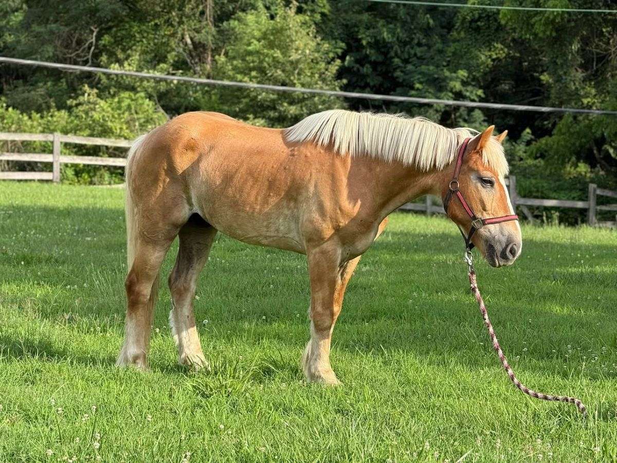 Safe Haflinger Gelding