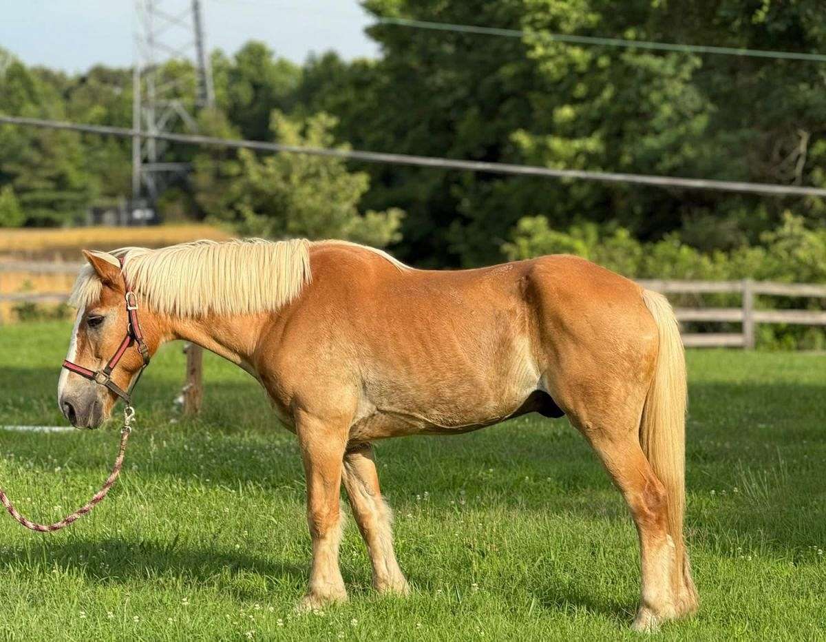 Safe Haflinger Gelding