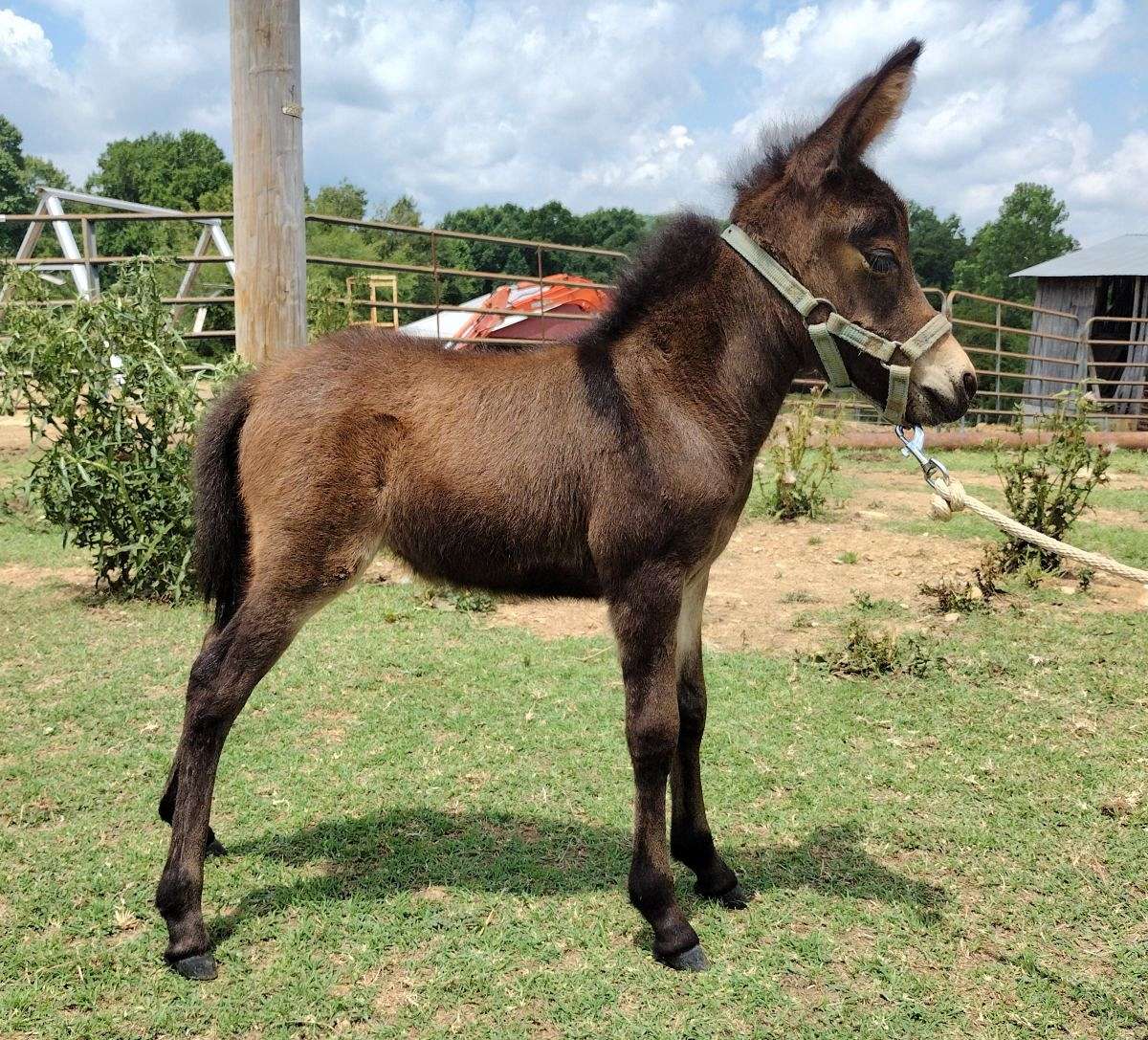 Mule Foal for Sale