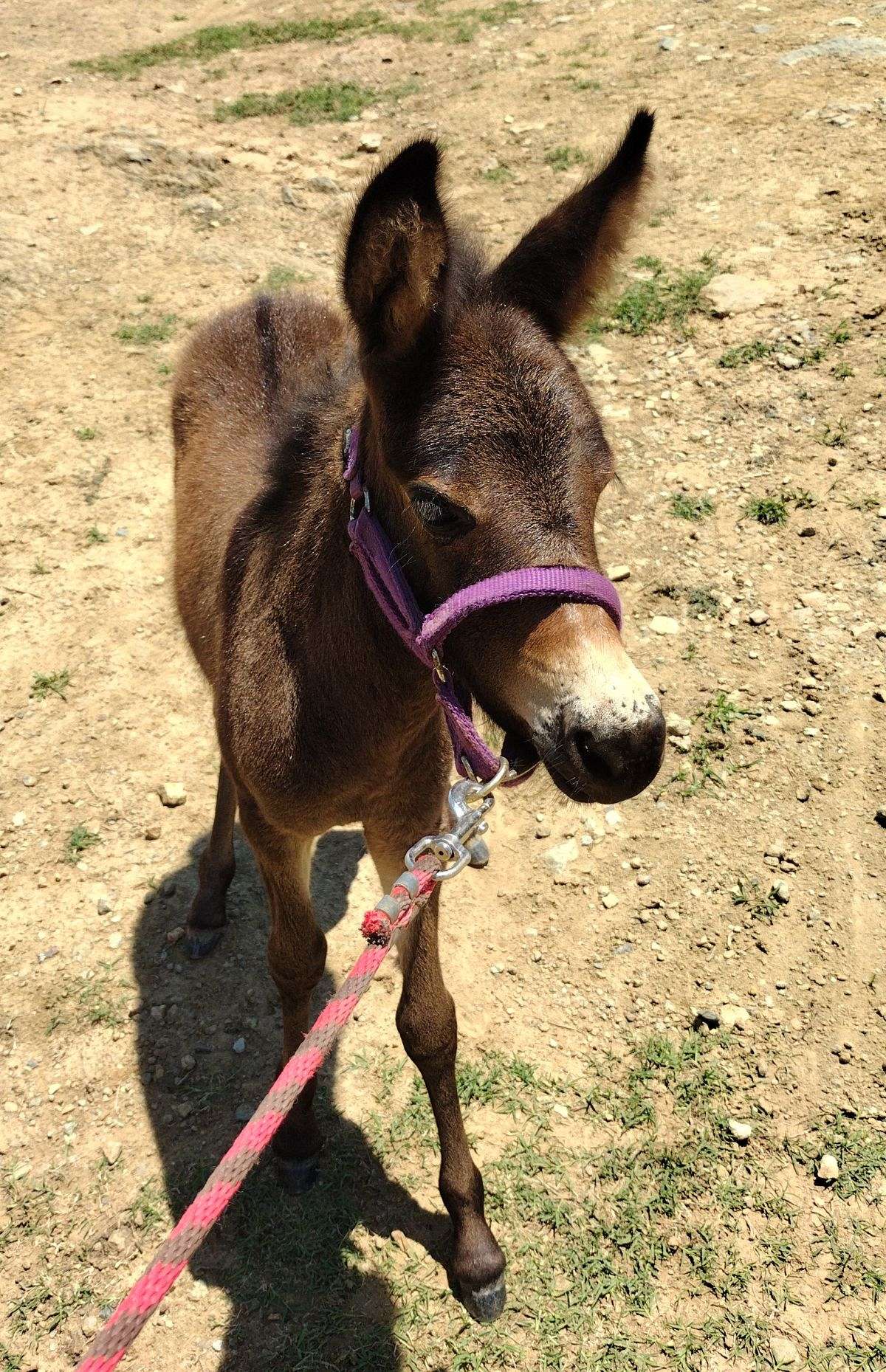 Mule Foal for Sale