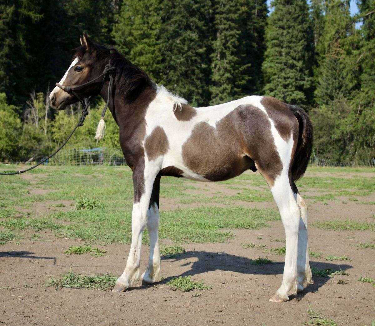 Stunning Gypsy Arabian Cross Colt!