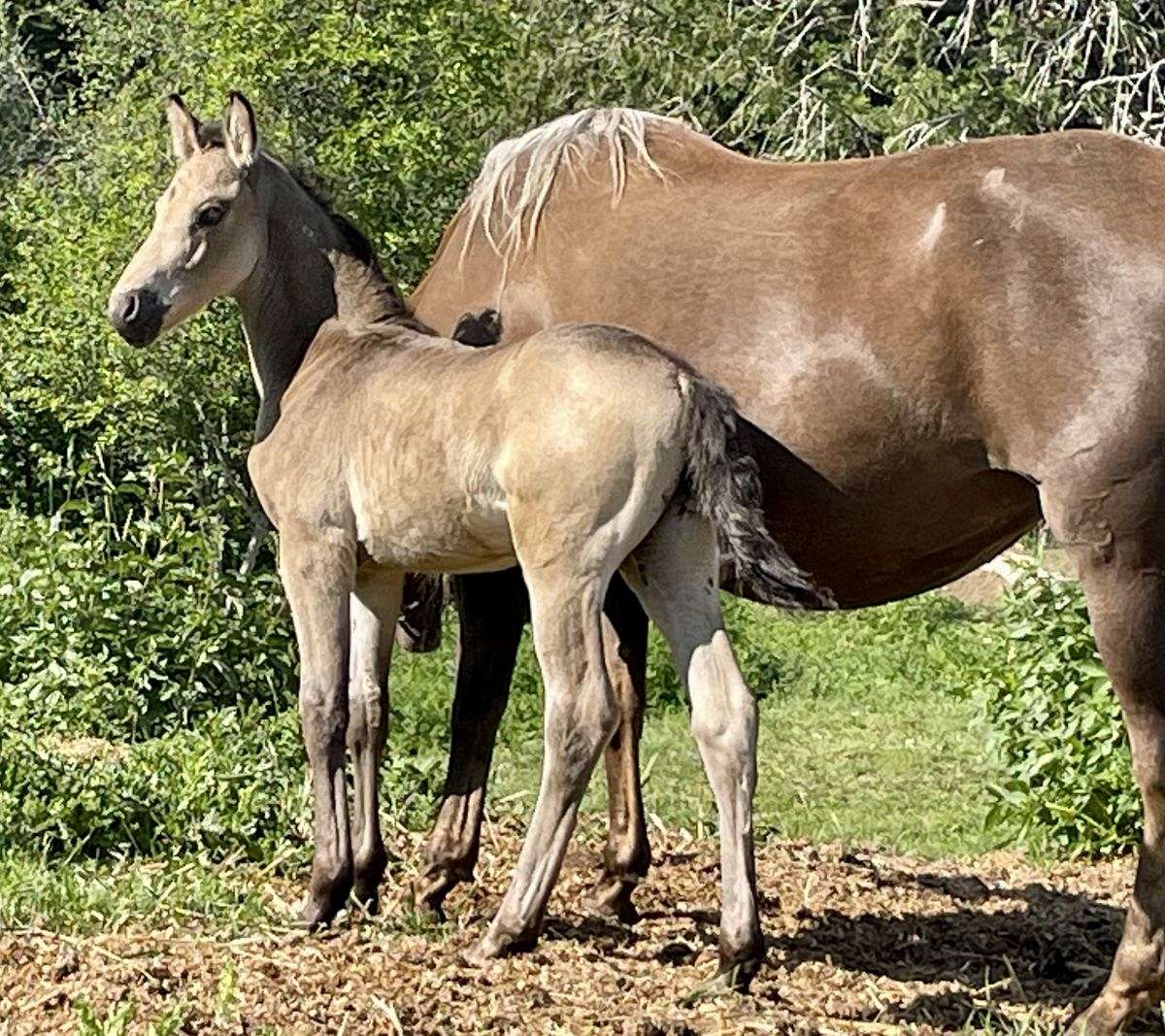 Buckskin Moriesian Colt!