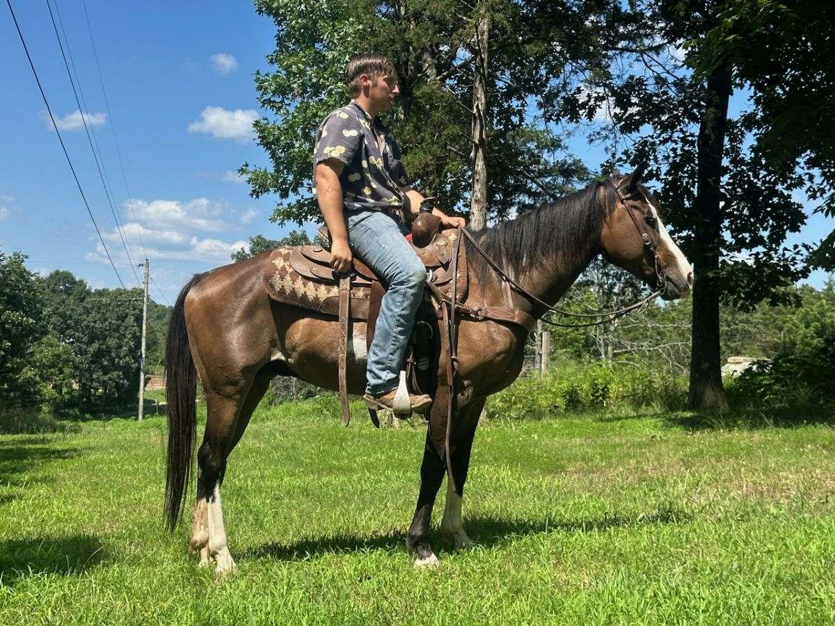 Gentle Quarter Horse Gelding - Neeko