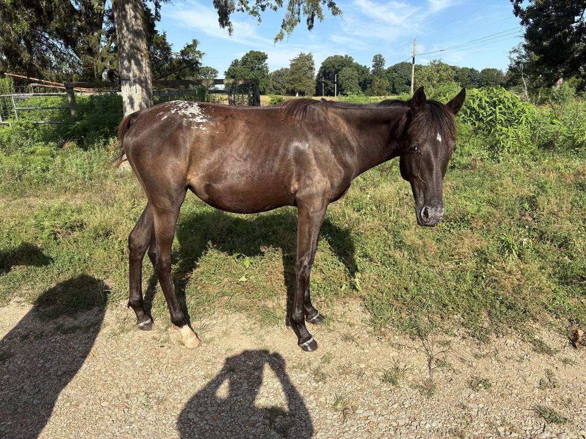 Nanyehi: Cherokee Warrior Woman, Maynard, Arkansas