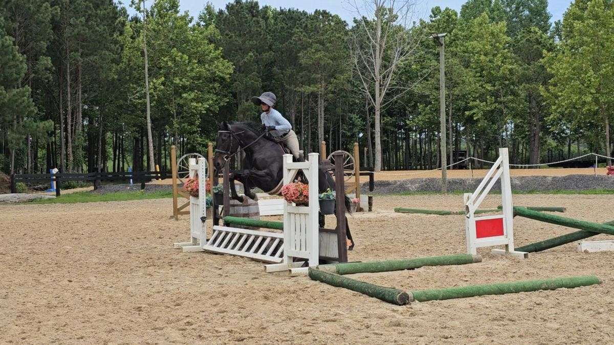 Confident and Flashy Solid Black Mare