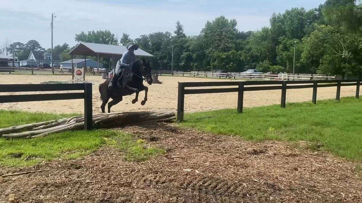 Confident and Flashy Solid Black Mare