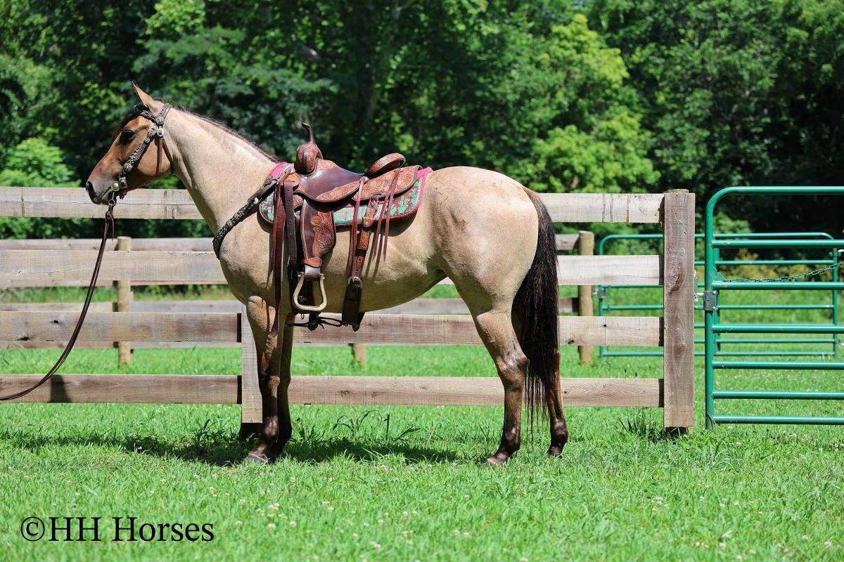 Gorgeous, Rare Colored, Well Trained Dun Roan Quarter Horse Mare, Gentle