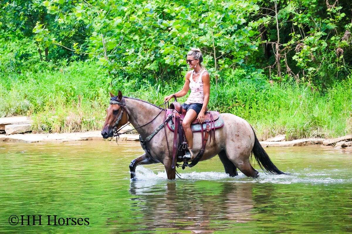 Gorgeous, Rare Colored, Well Trained Dun Roan Quarter Horse Mare, Gentle