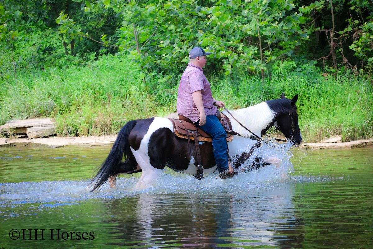 Flashy, Family, Youth, and Beginner Safe Black and White Tobiano Paint Mare
