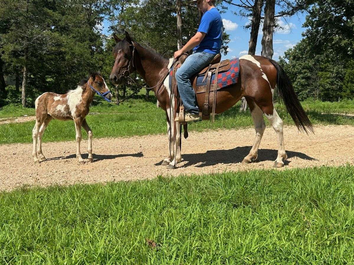 Gentle Broke to Ride Paint Mare With a Colt On Her Side - Trixie