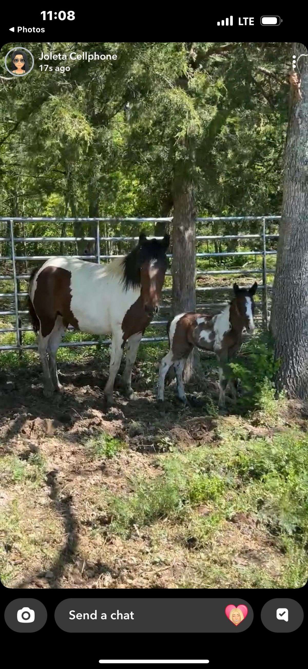 Gentle Broke to Ride Paint Mare With a Colt On Her Side - Trixie