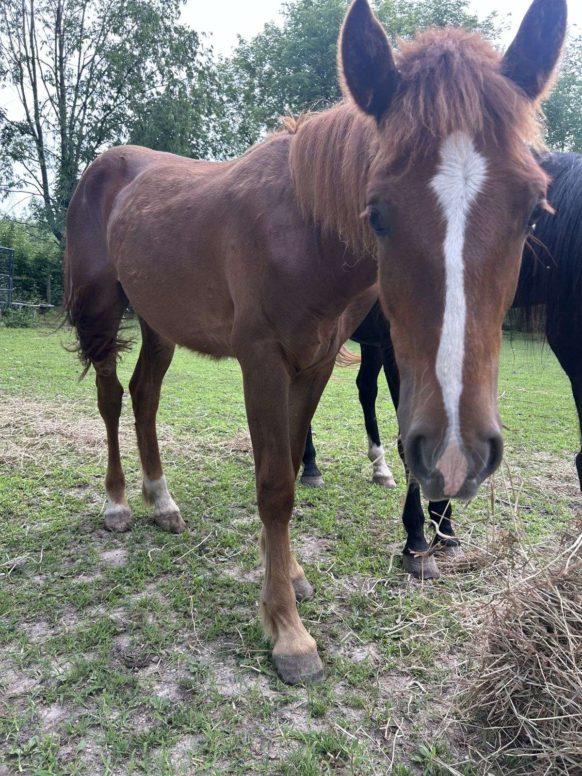 Yearling Percheron/Morgan Cross - Super Friendly and Started Well