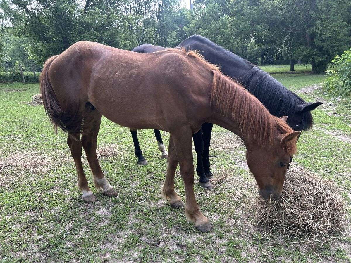 Yearling Percheron/Morgan Cross - Super Friendly and Started Well