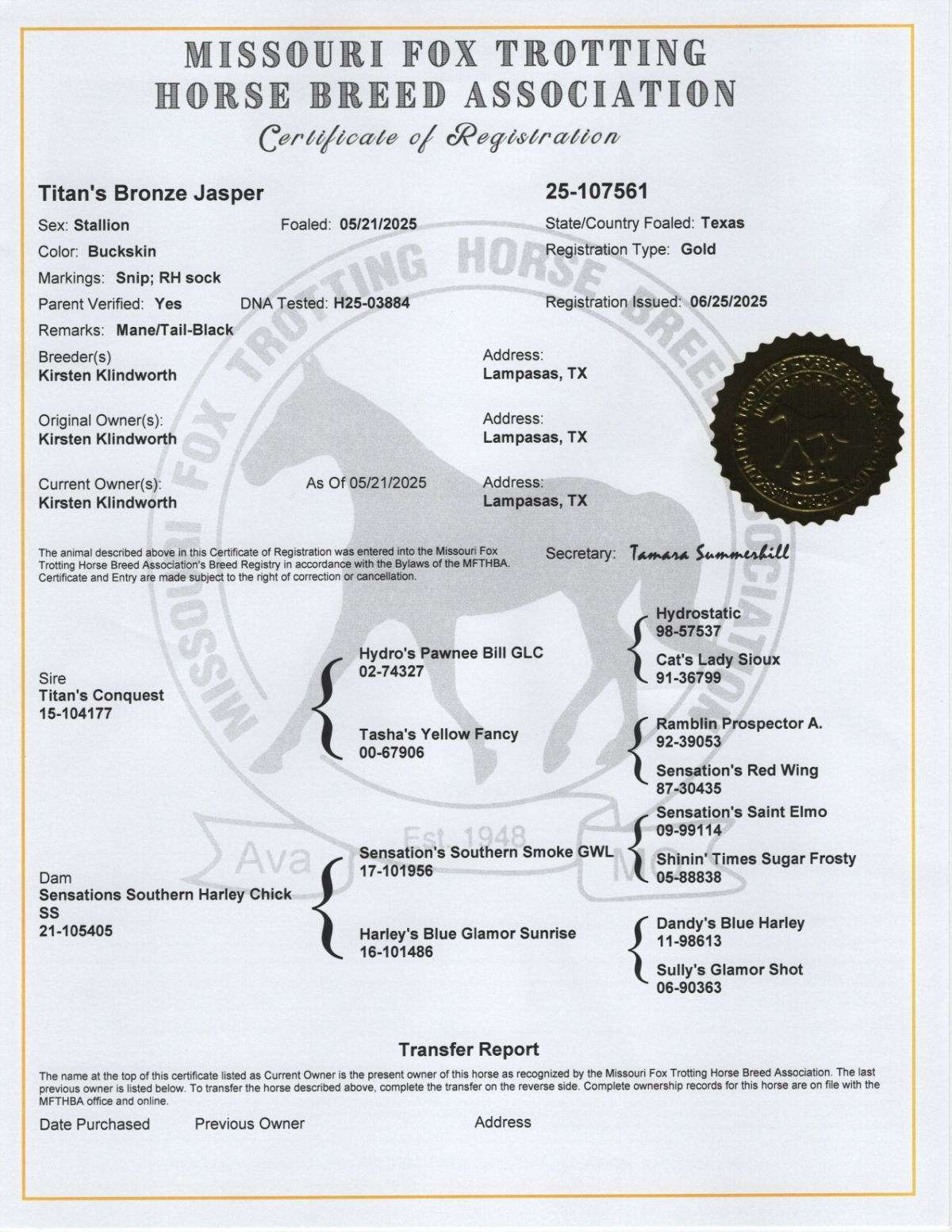 Stunning Buckskin Missouri Foxtrotter Gelding