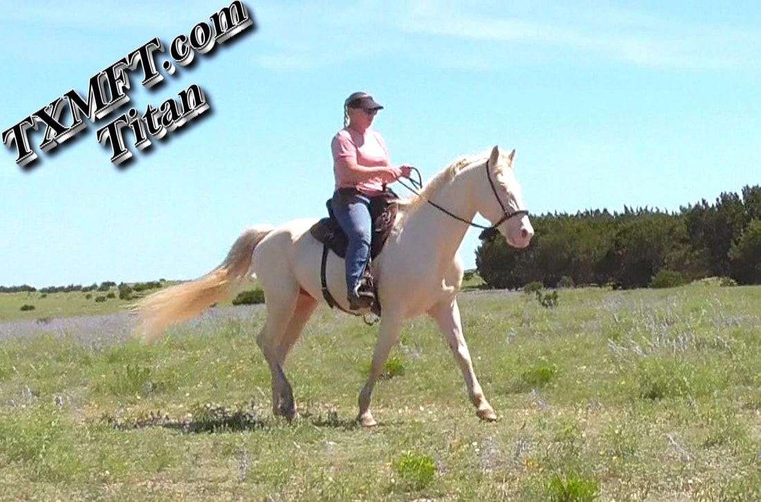 Stunning Buckskin Missouri Foxtrotter Gelding