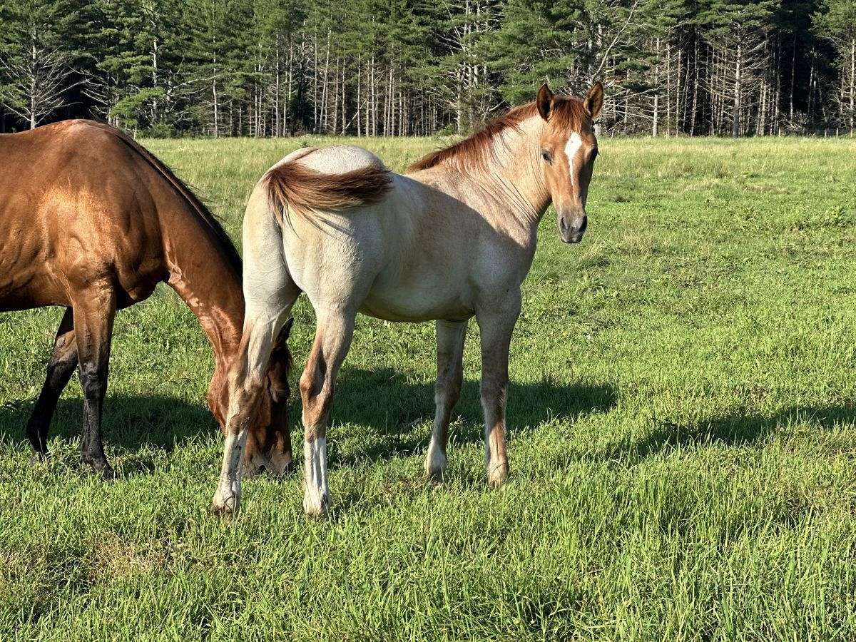 Stunning Aqhaxbrabant Filly