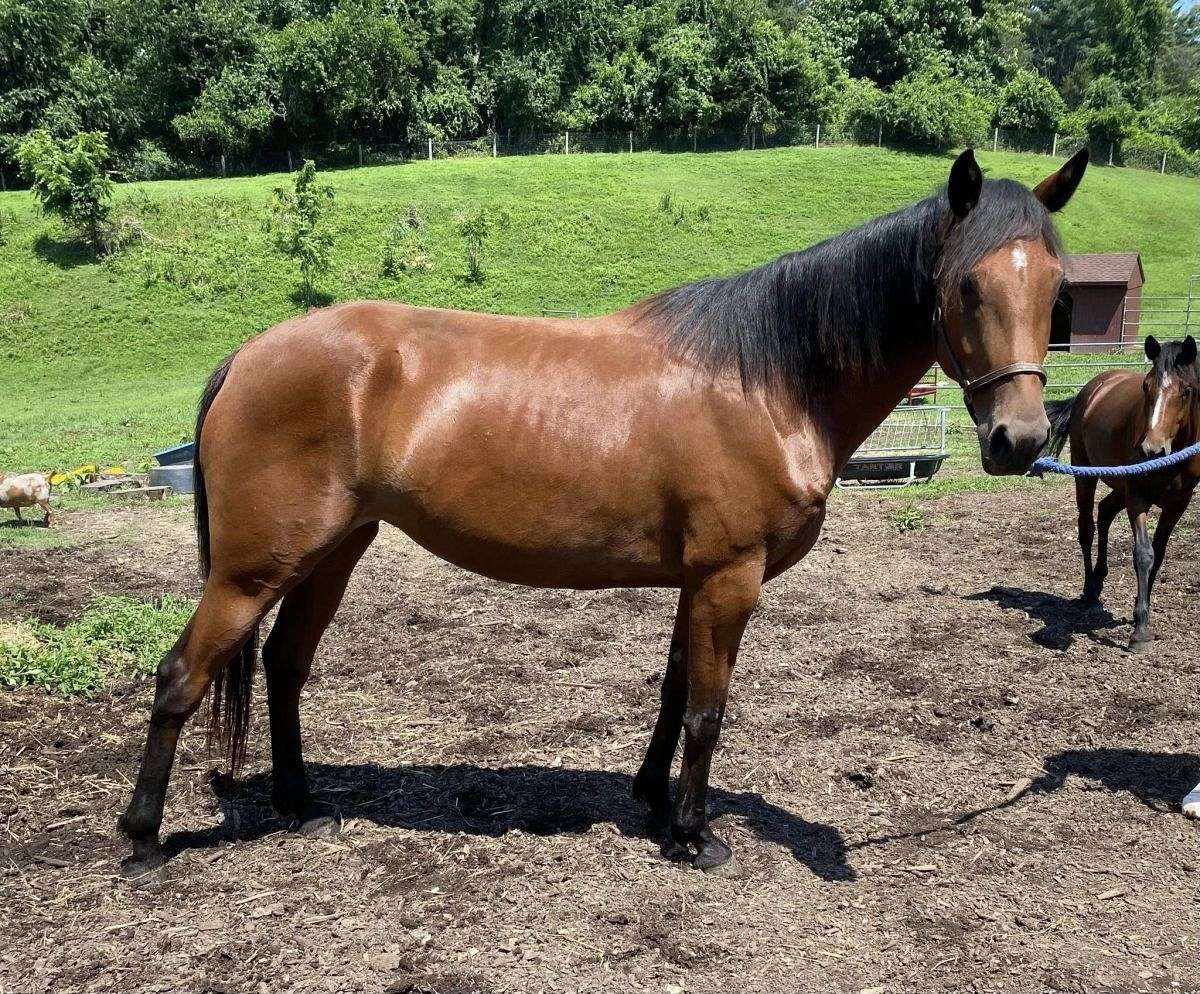 Agnes- ~5 Y/O Grade Appendix Mare
