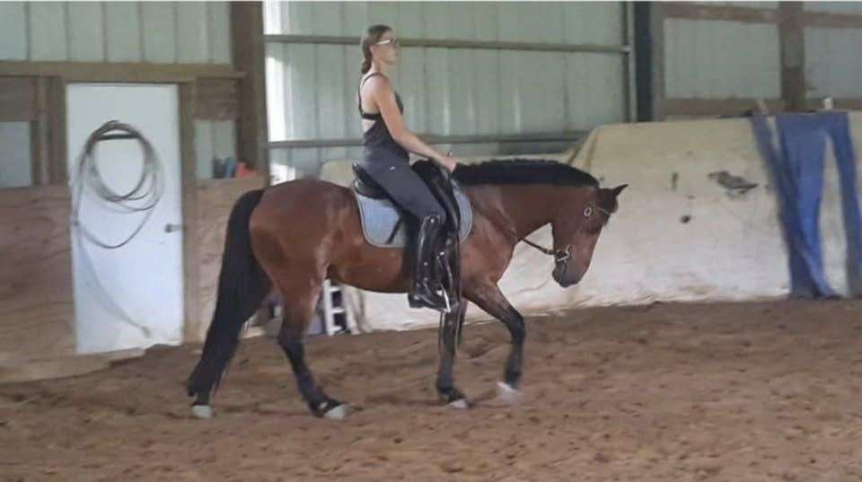 Dandy, 7 yo Sport Pony Gelding