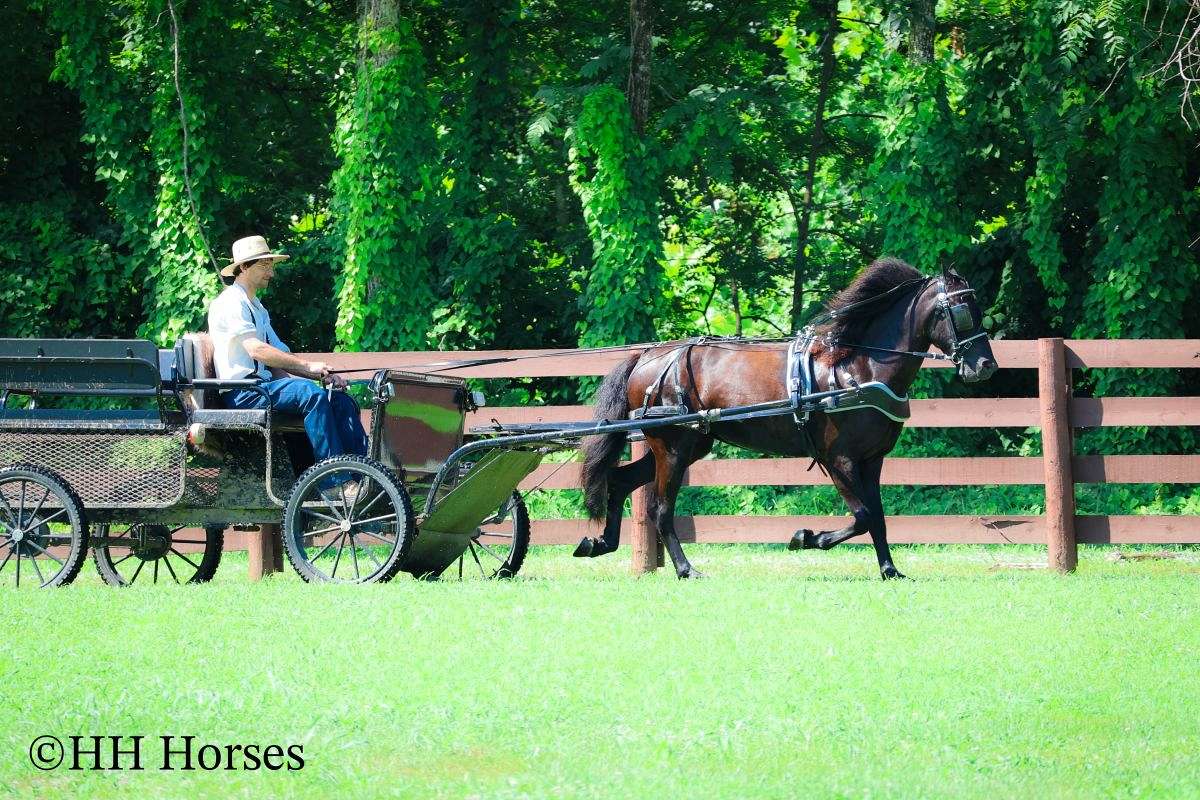 Super Cute Registered Friesian Sport Horse Mare, Rides and Drives, Gentle