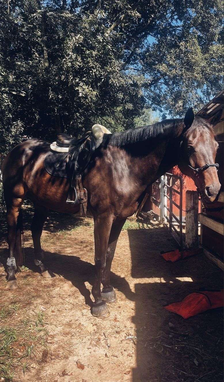 17hh Ammy Friendly Warmblood