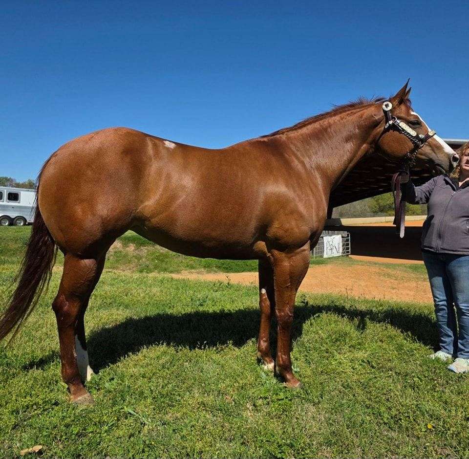 Beautiful AQHA/APHA Mare- Horse- World Champion Bloodlines