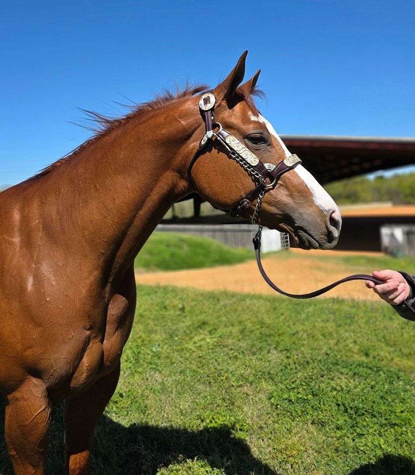 Beautiful AQHA/APHA Mare- Horse- World Champion Bloodlines