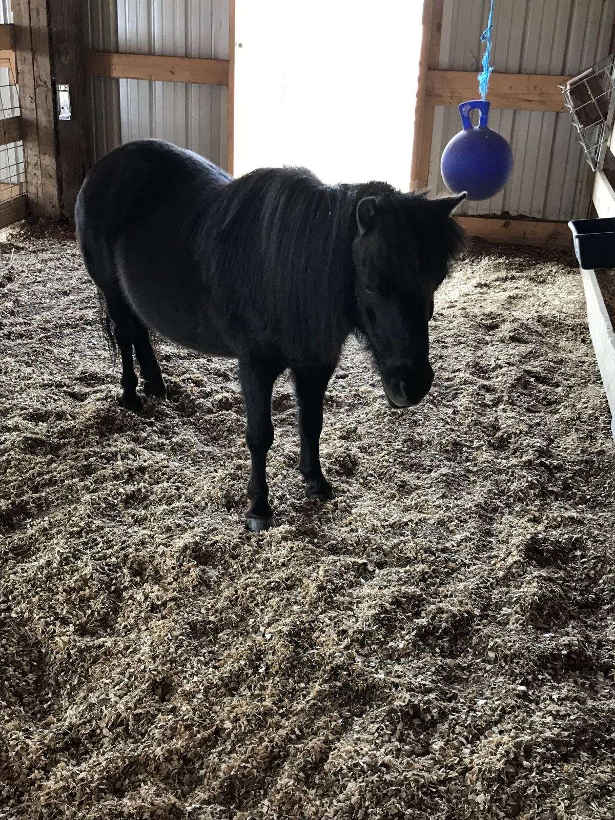 Misty-Sweet Black Mini Mare
