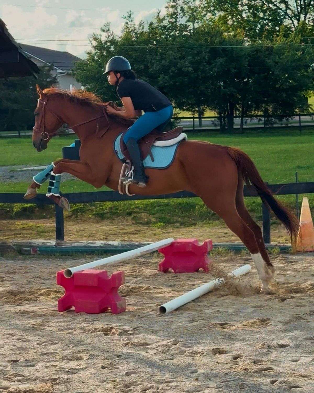 OTTB Gelding