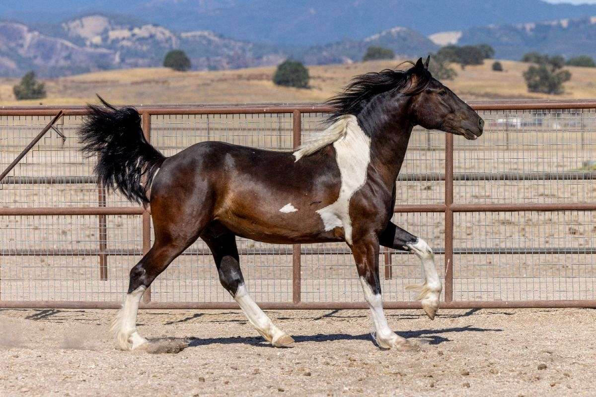 Sir Dinadan- Tobiano Colt Gypsy Vanner