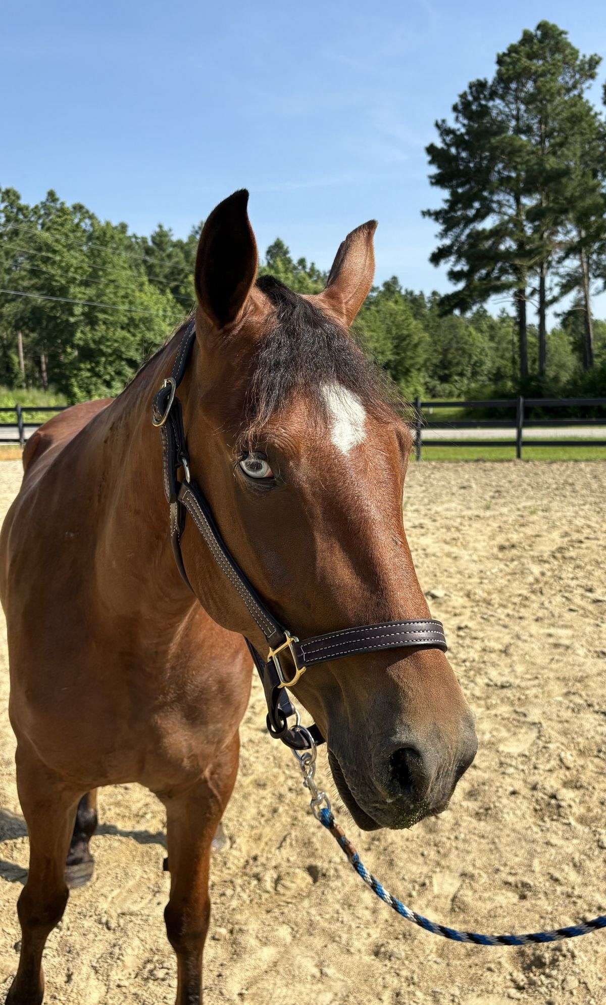 Gentle Bay Mare