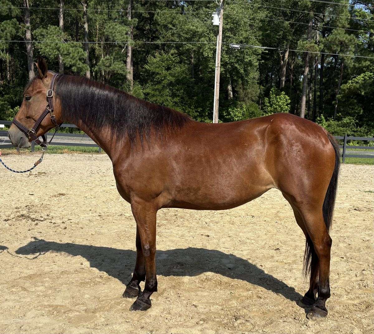 Gentle Bay Mare