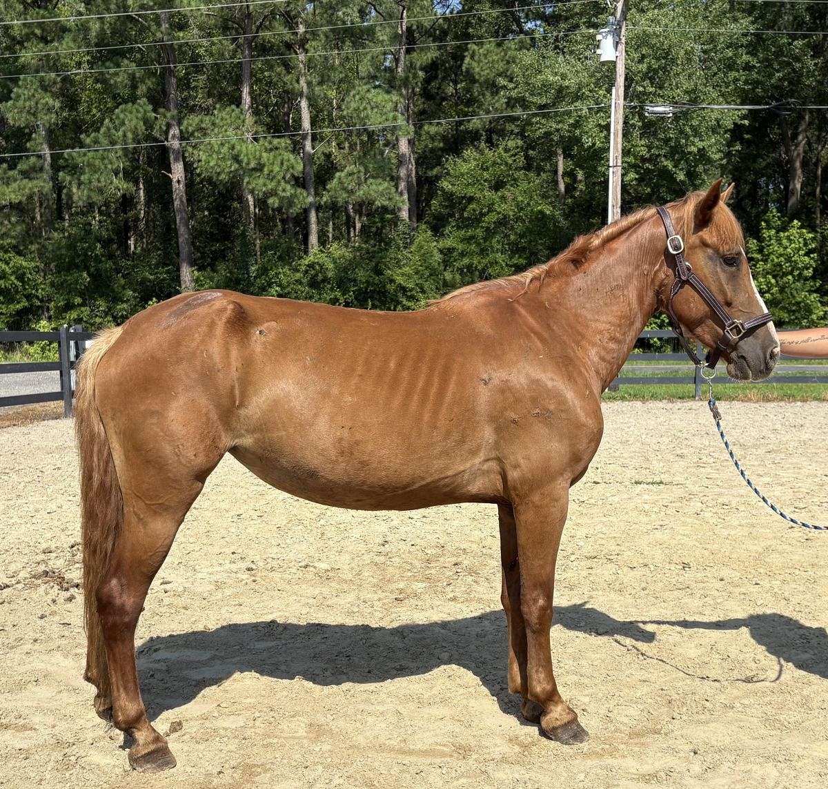 Gentle Haflinger Mare