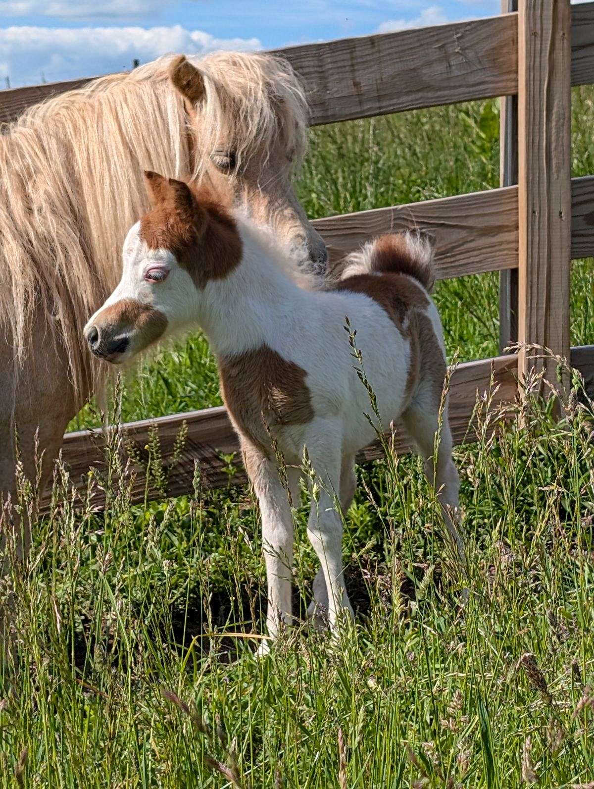 2025 Sorrel Pinto Mini Filly With Blue Eyes