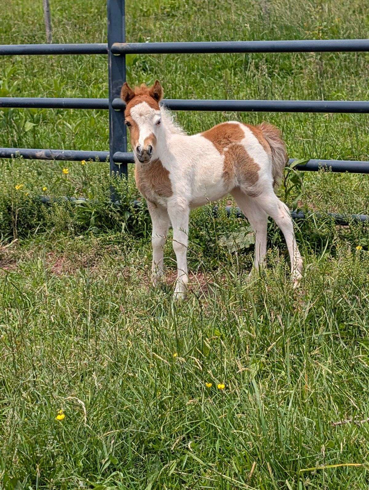 2025 Sorrel Pinto Mini Filly With Blue Eyes