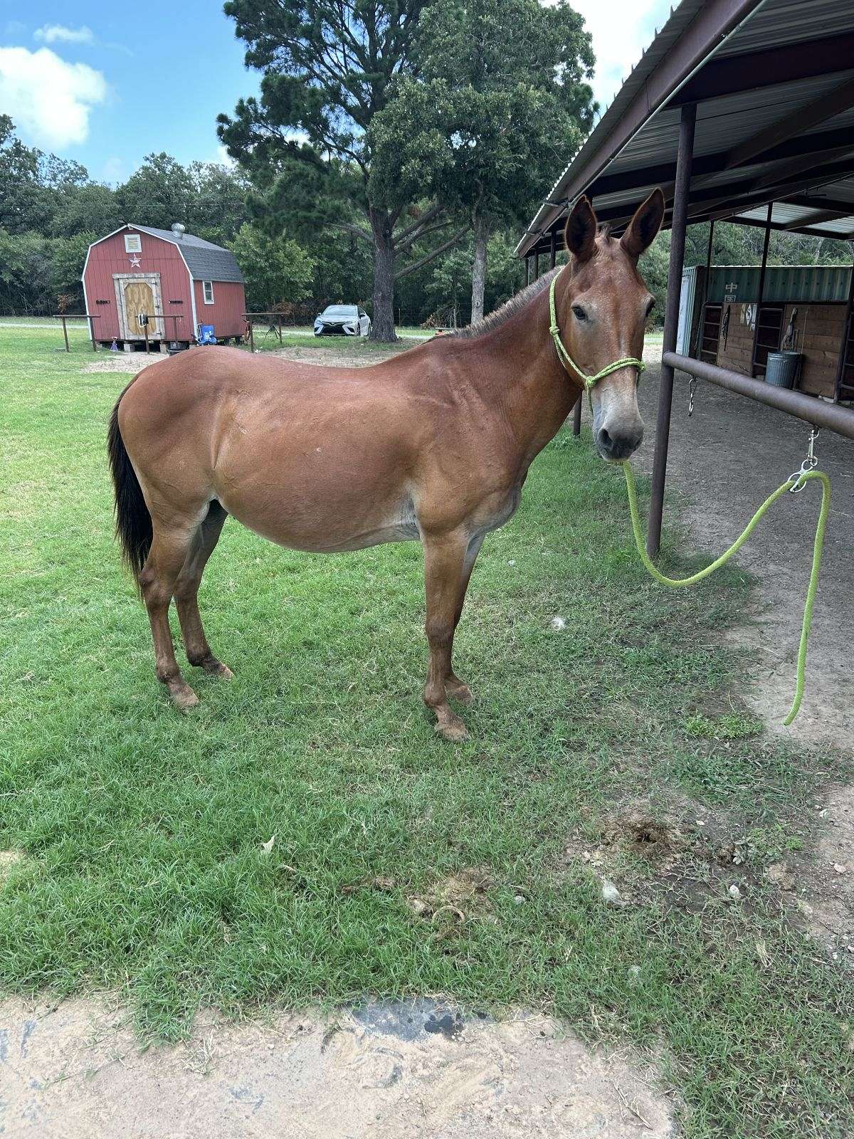 Trail Mule – Steady, Sweet & Seasoned