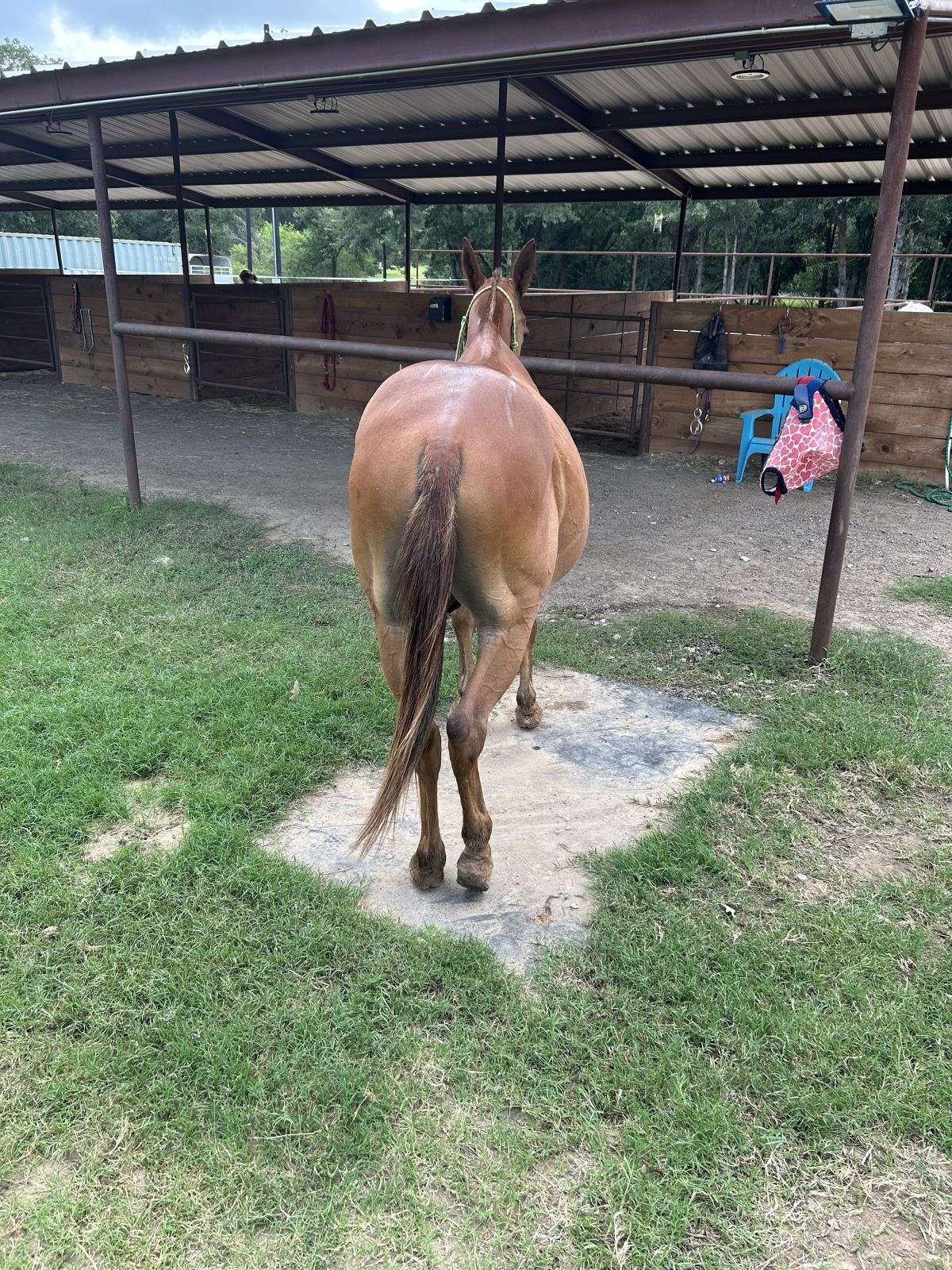 Trail Mule – Steady, Sweet & Seasoned