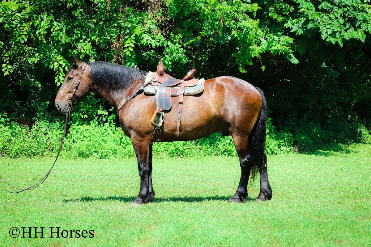 Big, Extra Gentle, Quiet and Family Friendly Percheron Crossbred Gelding