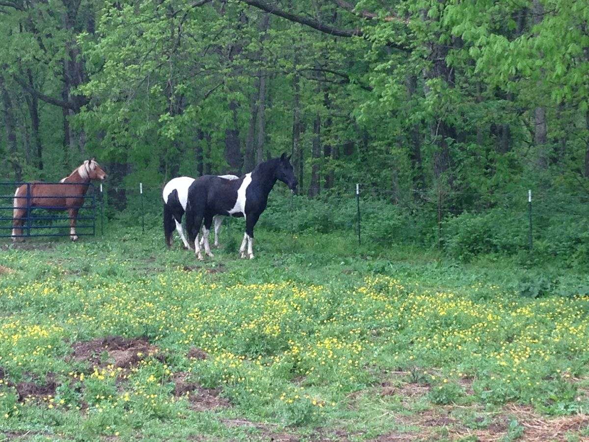 Flashy Ranch Gelding