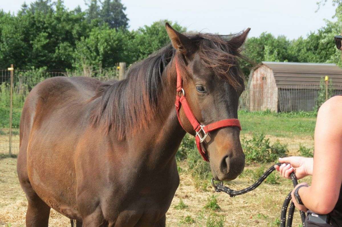 A One Year Old a Gelding, TB, He Almost 15 Hands