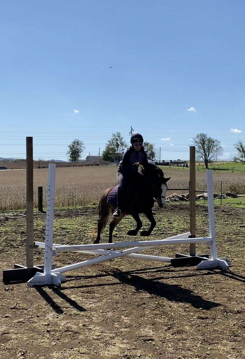 Gorgeous Welsh Pony for Lease