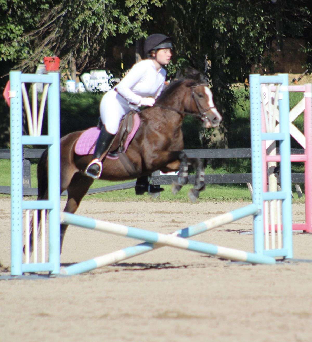 Gorgeous Welsh Pony for Lease