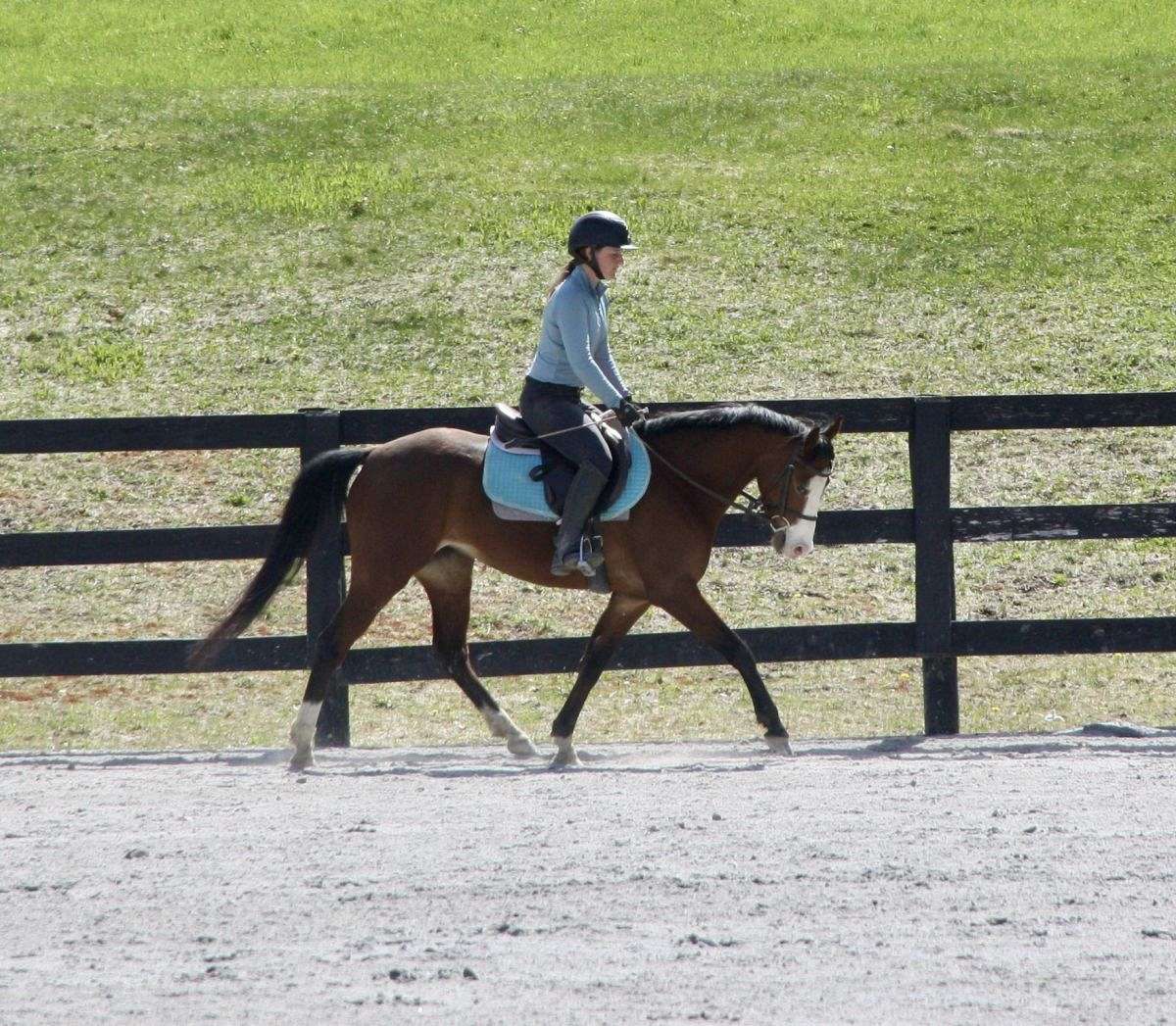 Well Bred Large Pony Prospect