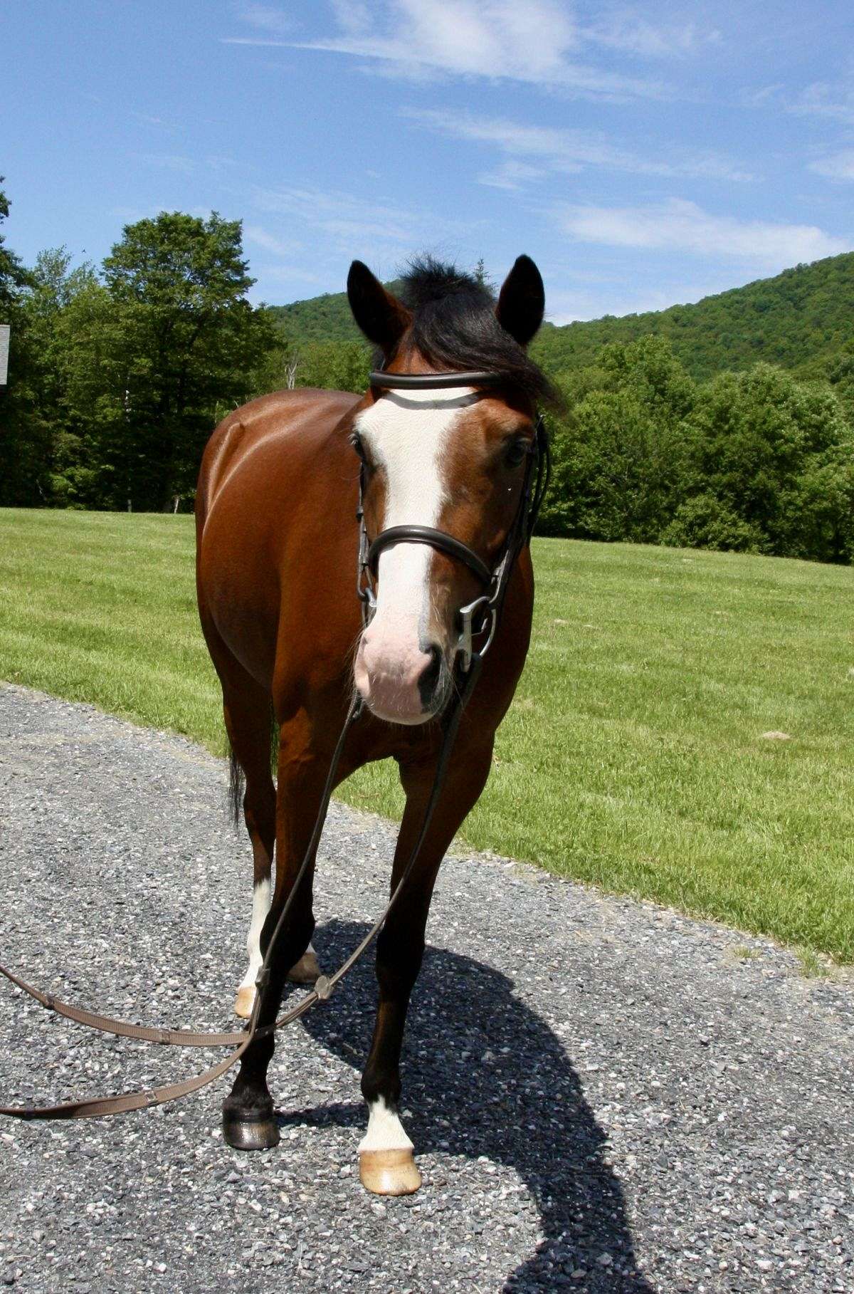 Well Bred Large Pony Prospect