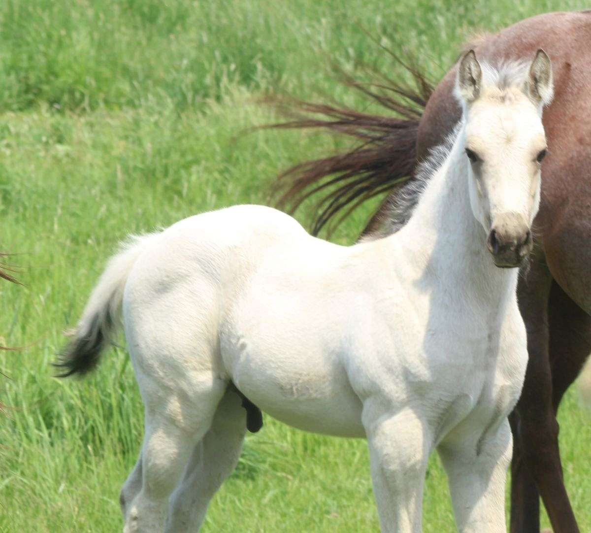 7/28/25 Sale Pending: AQHA Pretty Buckskin Colt, Pitzer/Foundation Bred.